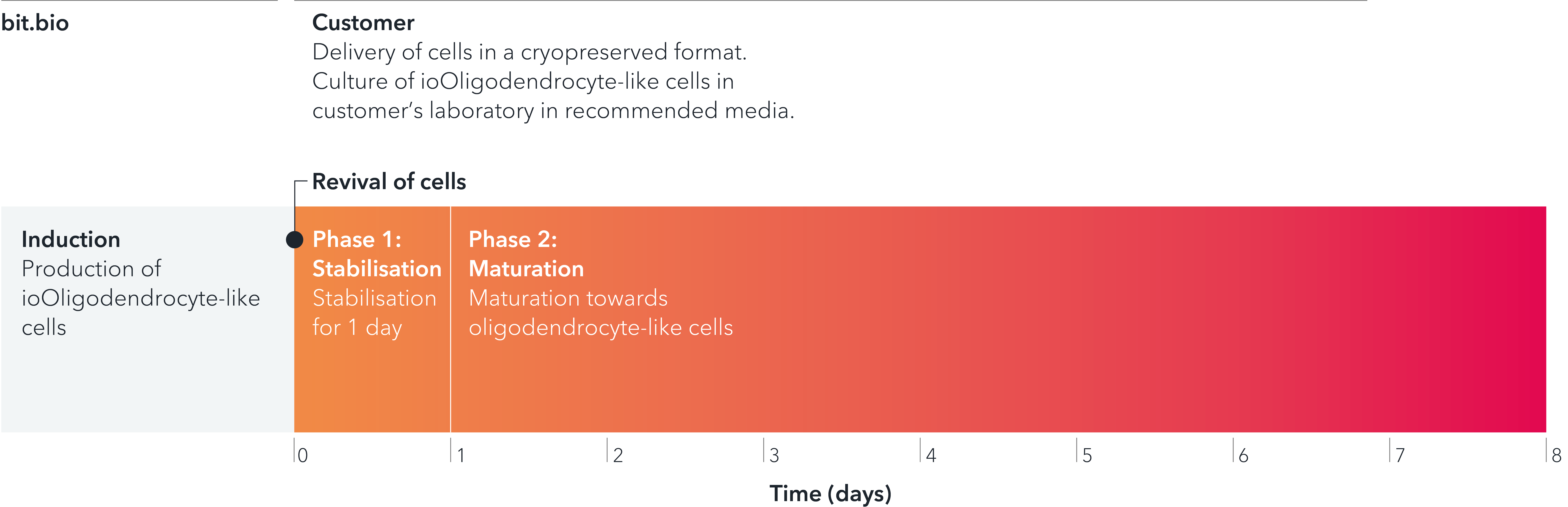 Oligodendrocyte-like cells | ioCells | bit.bio